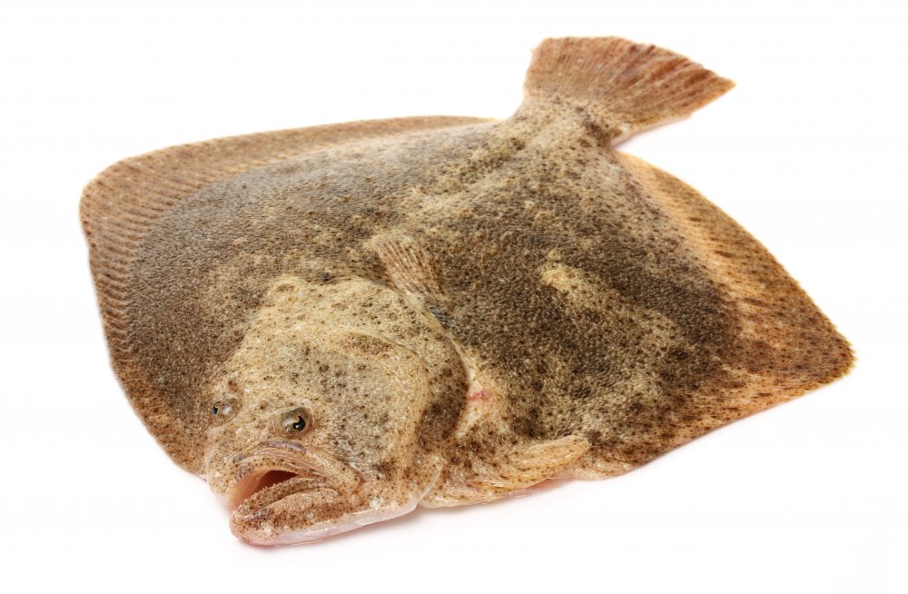 Kambala velká 3-4kg :: Rybárna Blue Fjord